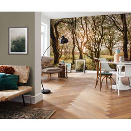 Komar Fototapete "Vlies Fototapete - Bold Birch - Gr&ouml;&szlig;e 400 x 250 cm", B/L: 400m, Rollen: 1, gr&uuml;n, Schlafzimmer, Tapeten