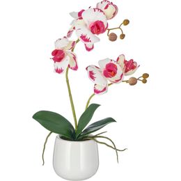 Kunstorchidee Creativ green, H:38cm, pink, Obermaterial: 100% Kunststoff, Kunstpflanzen, "Phalaenopsis", mit Real-Touch-Bl&uuml;ten
