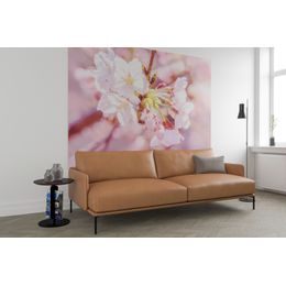 Komar Fototapete "Vlies Fototapete - Pink Blossom - Gr&ouml;&szlig;e 248 x 184 cm", B/L: 248m, Rollen: 1, rosa, Schlafzimmer, Tapeten