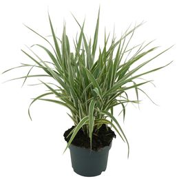 toom Garten-Pfahlrohr 'Variegata' 19 cm Topf