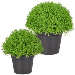 Creativ green Kunstpflanze &raquo;Halbkugel Selaginella apoda&laquo; in kompakter Gr&ouml;&szlig;e gr&uuml;n Obermaterial: 100% Kunststoff B/H/L: 21cm, 2 Stk.