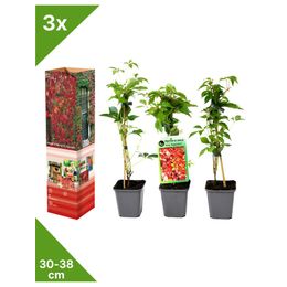 GARDENZO 3er-Set: Parthenocissus quinquefolia in Bunt | Gr.: onesize