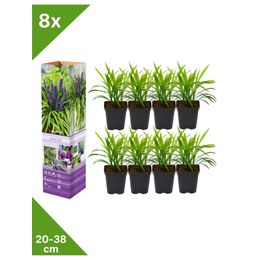 GARDENZO 8er-Set: Leliengras Liriope Muscari in Lila | Gr.: onesize
