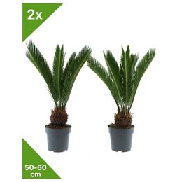 GARDENZO 2er-Set: Japanische Cycas-Palme | Gr.: onesize