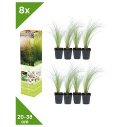 GARDENZO 8er-Set: Stipa Zwerg-Federgras | Gr.: onesize