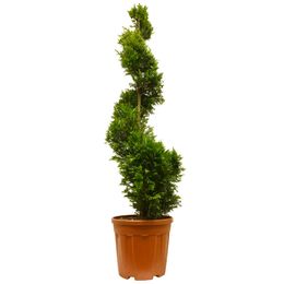 toom Gelbe Baumzypresse 'Gold Rider' Spirale, 40 cm Topf