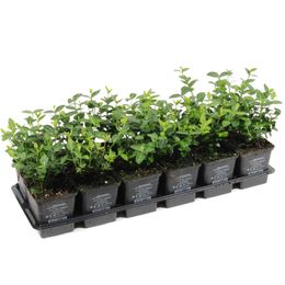 toom Spindelstrauch 9 cm Topf 12er-Set