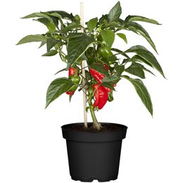 Blockpaprika 'California Wonder' rot 10,5 cm Topf