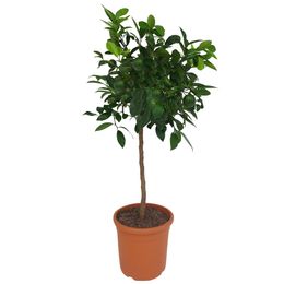 toom Rote Limetten-Stamm 26 cm Topf