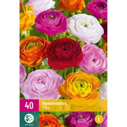Ranunkeln 'Mischung' 40 St&uuml;ck Liefergr&ouml;&szlig;e: Zwiebelgr&ouml;&szlig;e 5/6