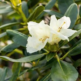 Ball-Rhododendron 'Flava' C5 30 - 40 cm Liefergr&ouml;&szlig;e: 30 - 40 cm
