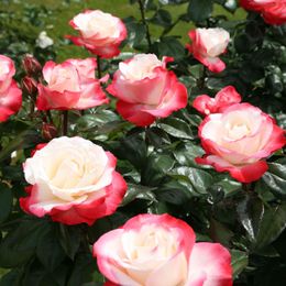 Nostalgische Edelrose 'Nostalgie ', wurzelnackte Pflanze, 3 starke Triebe, A-Qalit&auml;t Liefergr&ouml;&szlig;e: mind. 3 starke Triebe