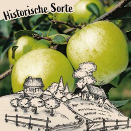 Winterapfel 'Riesenboiken' Liefergr&ouml;&szlig;e: 120 - 160 cm, veredelt auf M7, 40 - 60 cm Sth.
