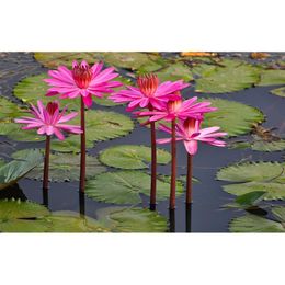 papermoon Fototapete &raquo;Rosa Lotus&laquo; bunt Vlies B/L: 3m x 2,23m, Bahnen: 6 Stk.