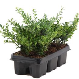 Japanische Stechpalme 6er-Tray