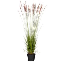 toom Reitgras 'Karl Foerster' 19 cm Topf