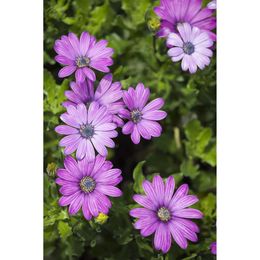 Kapk&ouml;rbchen 'Lila', 10,5 cm Topf, 3er-Set