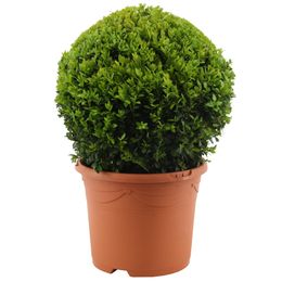 Buchsbaum-Kugel &Oslash; 28 cm, 21 cm Topf