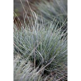 toom Blauschwingel, 19 cm Topf