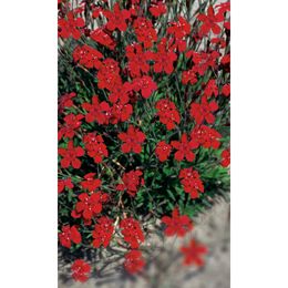 Bio Heidenelke 'Leuchtfunk', 9 cm Topf, 3er-Set