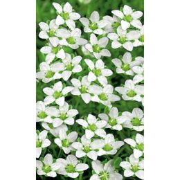 toom Bio Sternmoos, 9 cm Topf, 3er-Set