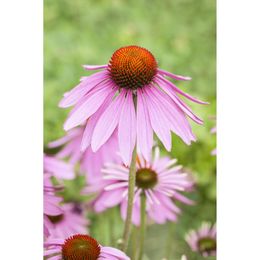 Bio Roter Sonnenhut 'Magnus', 9 cm Topf, 3er-Set