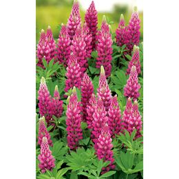 Bio Lupine 'Nanus Gallerry', 9 cm Topf, 3er-Set