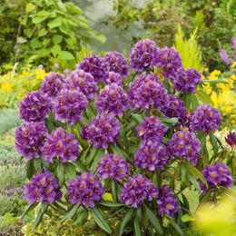 Rhododendron 'Marcel Menard' - Easydendron Liefergr&ouml;&szlig;e: 30 - 40 cm