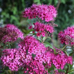 Rote Sommerspiere 'Anthony Waterer', 0,5 Liter, 15 - 20 cm Liefergr&ouml;&szlig;e: 15 - 20 cm
