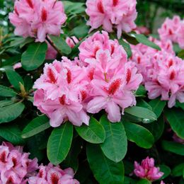 Rhododendron 'Furnivall's Daughter' - Easydendron Liefergr&ouml;&szlig;e: 30 - 40 cm