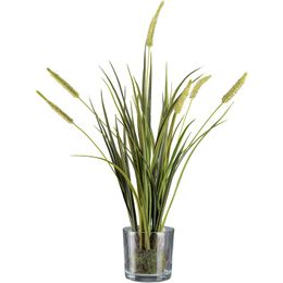 Creativ green Kunstgras &raquo;Grasbusch Miscanthus im Erdballen mit Glas&laquo; gr&uuml;n Obermaterial: 100% Polyethylen B/H/L: 63cm, 1 Stk.