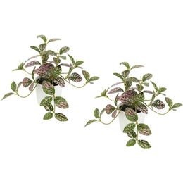 I.GE.A. Kunstpflanze &raquo;K&uuml;nstliche Zimmerpflanze mini Aucuba im Topf Pflanze&laquo; Seidenblumen H&auml;ngepflanzen rankende Blattpflanze h&auml;ngend Gr&uuml;npflanzen gr&uuml;n