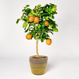 Orangenb&auml;umchen