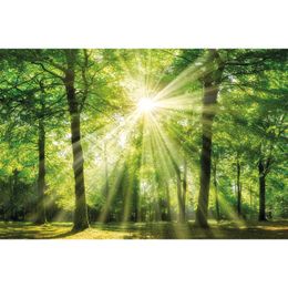 Leinwandbild &raquo;Wandbild WALD &ndash; Leinwandbild Keilrahmen&laquo; Natur Wald Wiesen & B&auml;ume 1 Stk. tlg. auf Keilrahmen gespannt gr&uuml;n Canvas, MDF B/H/T: 118cm x 