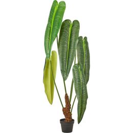 Creativ green Kunstpflanze &raquo;Anthurium veitchii&laquo; in beeindruckender Gr&ouml;&szlig;e Obermaterial: 100% Kunststoff B/H/L: 155cm, 1 Stk.