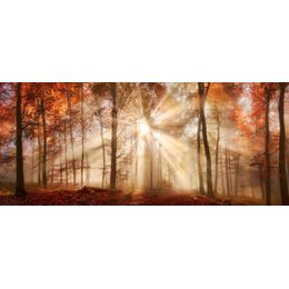 Leinwandbild B&Ouml;NNINGHOFF, B:140cm H:60cm T:1,8cm, bunt, Canvas, MDF, Wohnzimmer, Bilder, "Wandbild HERBSTWALD XXL 60x140 cm &ndash; Leinwandbild Keilrahmen