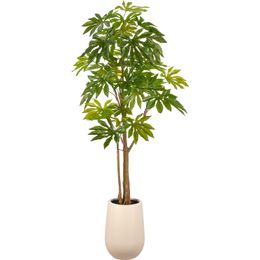 Kunstbaum Creativ green, H:175cmgr&uuml;n, Obermaterial: 100% Kunststoff, Wohnzimmer, Kunstpflanzen, "Aralia japonica", in beeindruckender Gr&ouml;&szlig;e