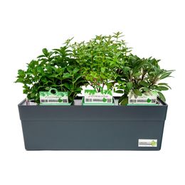Tchibo - Greenbar &raquo;Teekr&auml;uter&laquo; - grau