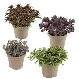 toom Fetthenne dunkellaubig 10,5 cm Topf, 4er-Set