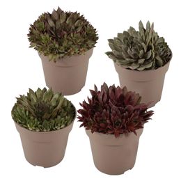 toom Hauswurz dunkellaubig 10,5 cm Topf 4er-Set