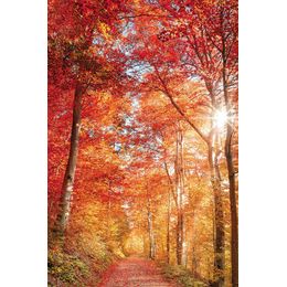 Leinwandbild B&Ouml;NNINGHOFF, B:90cm H:60cm T:1,8cm, rot, Canvas, MDF, Wohnzimmer, Bilder, "Wandbild BUNTER HERBSTWALD 60x90 cm &ndash; Leinwandbild Keilrahmen