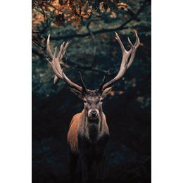 Leinwandbild B&Ouml;NNINGHOFF, B:118cm H:78cm T:1,8cm, bunt, Canvas, MDF, Wohnzimmer, Bilder, "Wandbild HIRSCH IM WALD 78x118 cm &ndash; Leinwandbild Keilrahmen