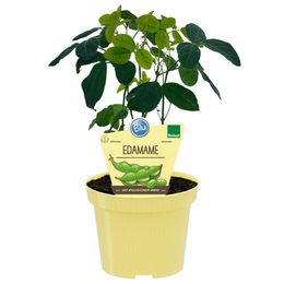 blu Bio-Edamame 12 cm Topf