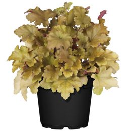 Purpurgl&ouml;ckchen gelb,12 cm Topf, 2er-Set