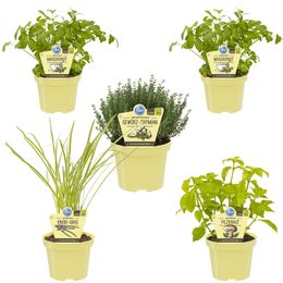 blu Bio-Kr&auml;uter 'Suppe' 12 cm Topf, 5er-Set