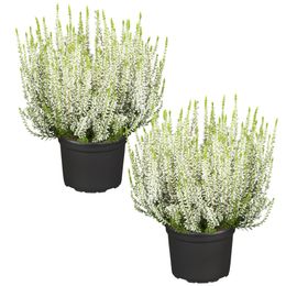 toom Knospenheide 'Gardengirls ' wei&szlig; 12 cm Topf, 2er-Set