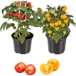 toom Zwerg-Tomate 'Primabell ' & 'Primagold ' 13 cm Topf, 2er-Set