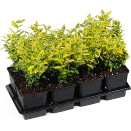 toom Spindelstrauch 'Emerald Gold' 13 cm Topf, 8er-Set