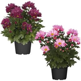 Bauernchrysantheme Pinkt&ouml;ne sortiert 12 cm Topf, 2er-Set