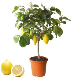 Zitronen-Stamm 19 cm Topf